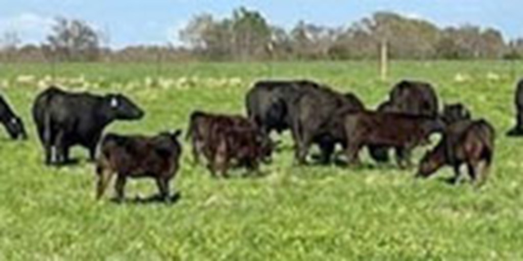 Listings Cattle Range
