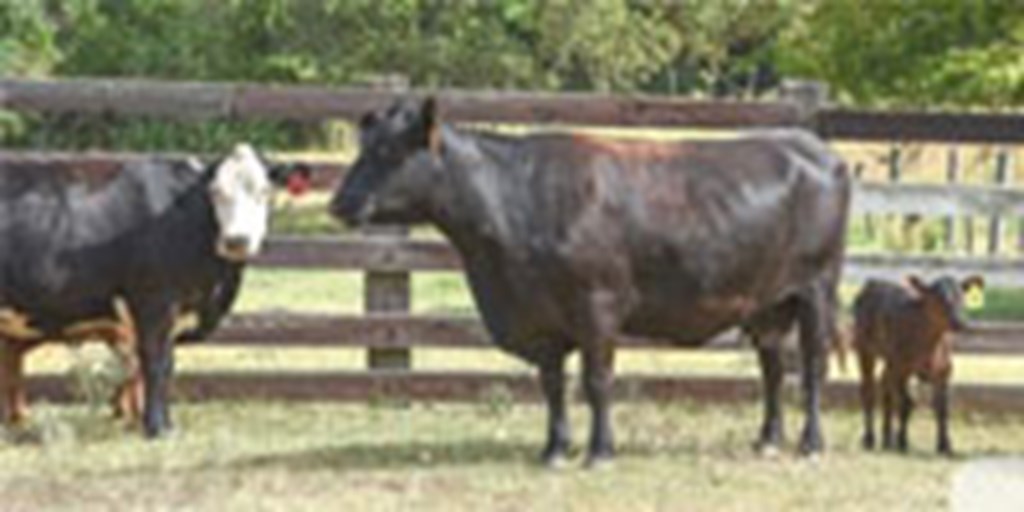 24 And Under Cattle Range