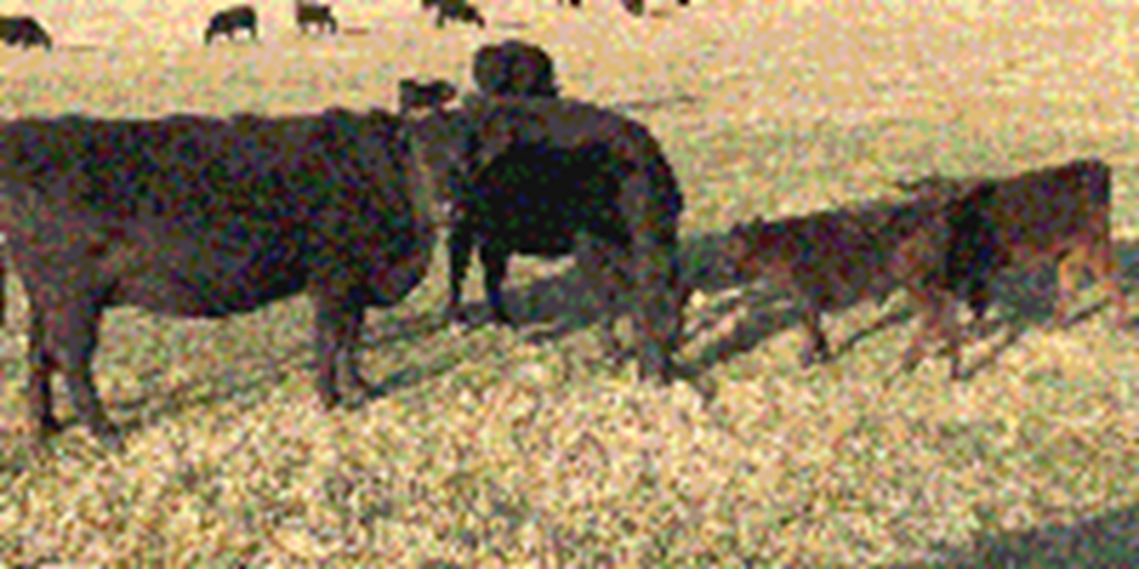 Listings Cattle Range