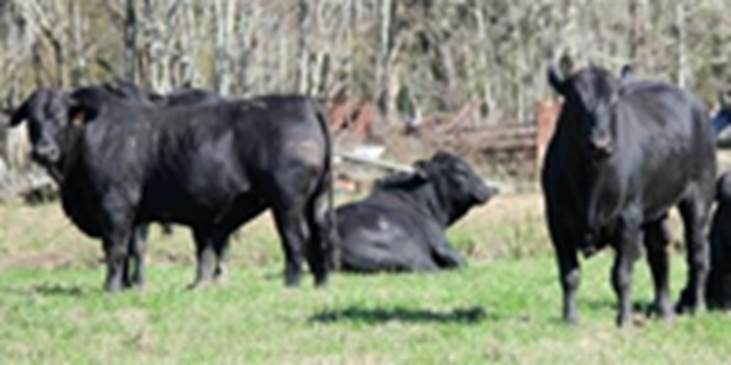 Listings Cattle Range