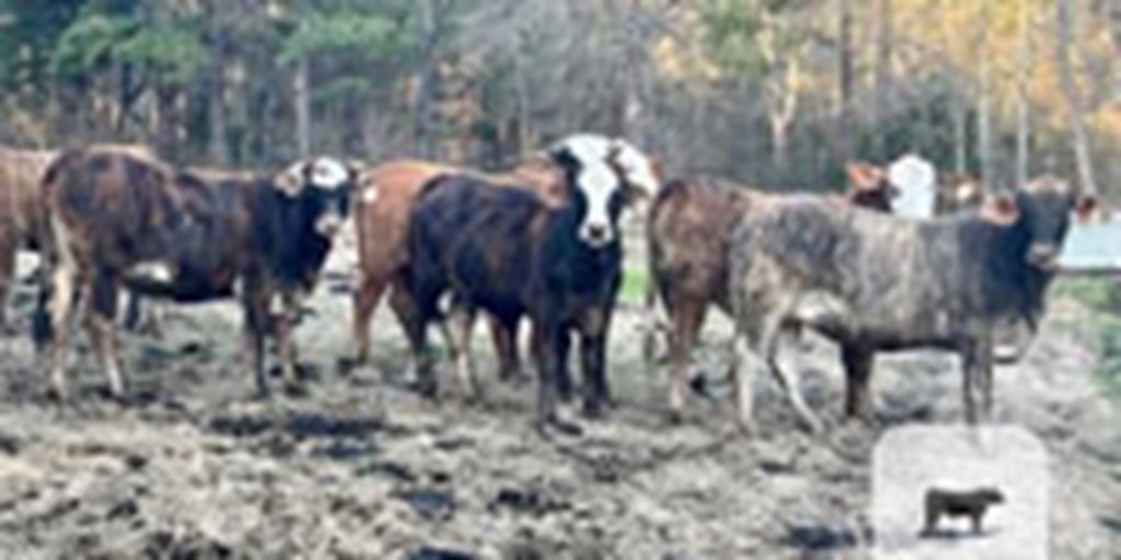Listings Cattle Range