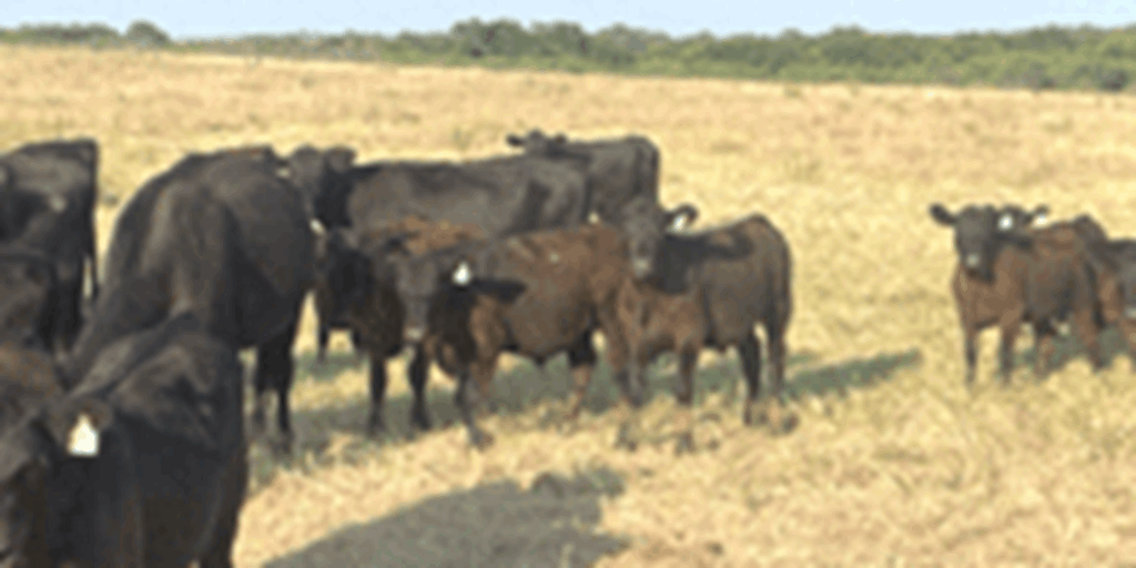 Listings Cattle Range
