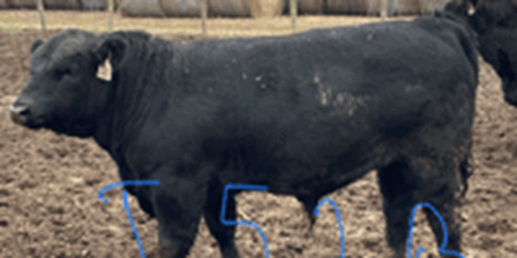 Listings Cattle Range