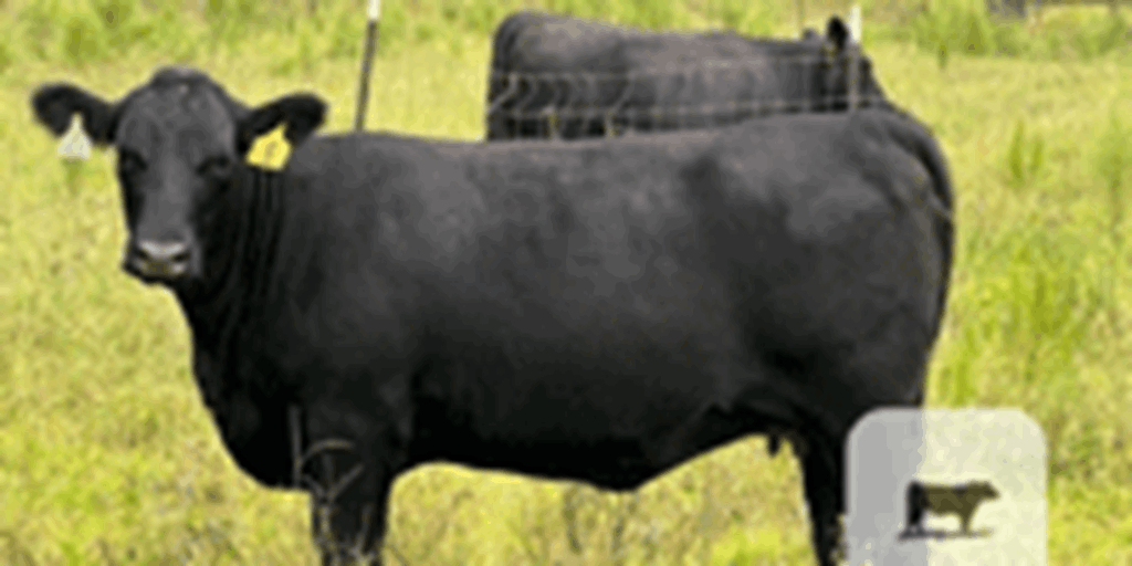 Listings Cattle Range