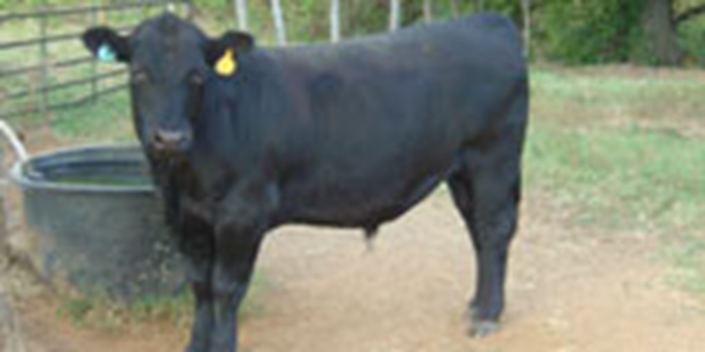 Listings Cattle Range