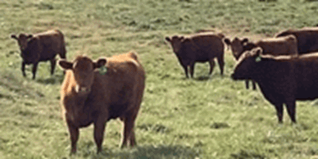 Listings Cattle Range