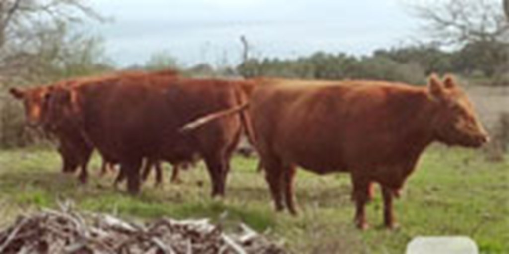 Listings Cattle Range