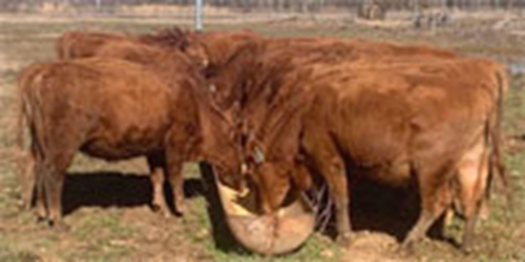 Listings Cattle Range