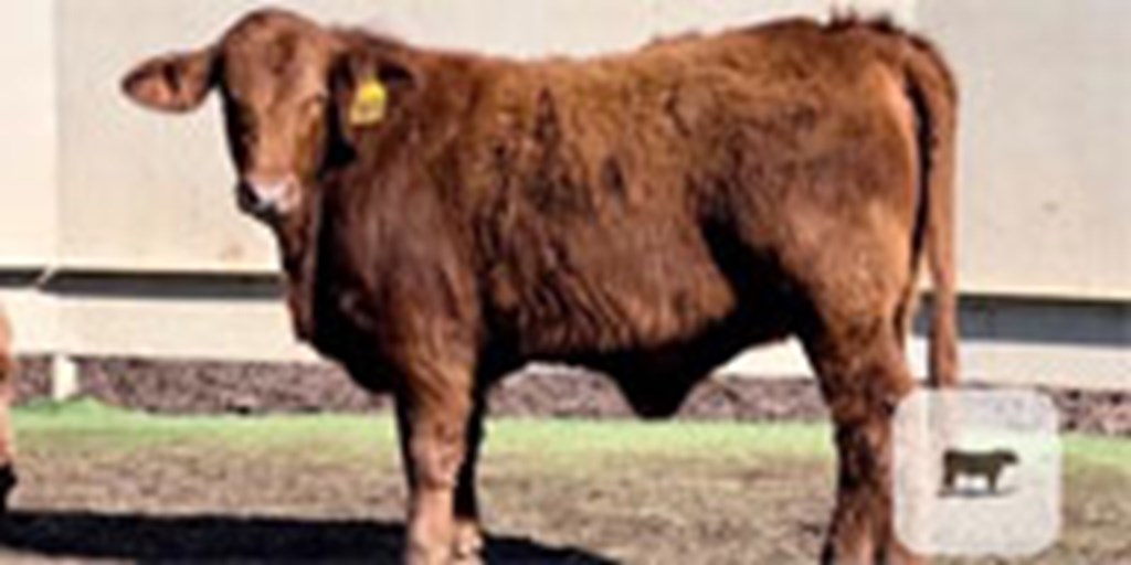 Listings Cattle Range