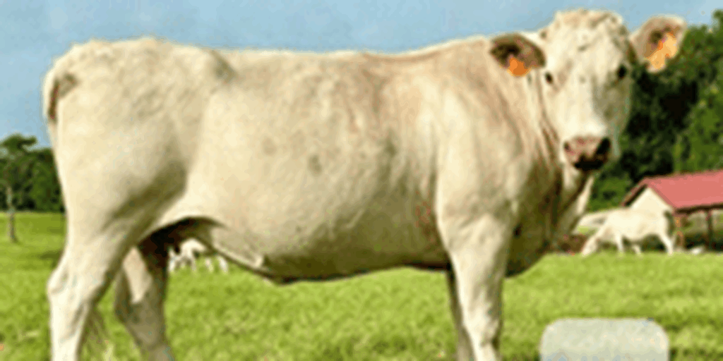 Listings Cattle Range